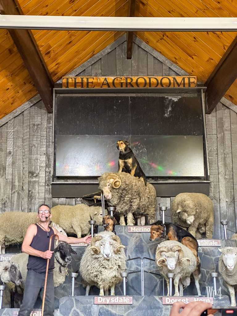 【紐西蘭北島遊記】皇家愛歌頓牧場 Agrodome～看綿羊Show & 坐遊園車逛牧場、親親草泥馬｜羅托魯瓦Rotorua