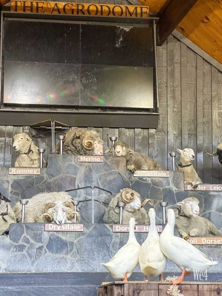 【紐西蘭北島遊記】皇家愛歌頓牧場 Agrodome～看綿羊Show & 坐遊園車逛牧場、親親草泥馬｜羅托魯瓦Rotorua